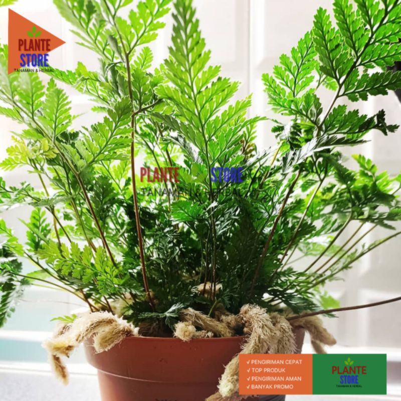 Jual TANAMAN HIAS PAKIS DAVALLIA REFERN PAKIS BATIK JAWA | Shopee Indonesia