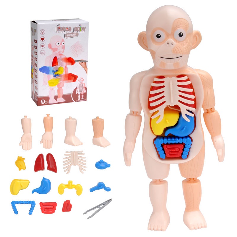 Jual Mainan Human Body Anatomy, Mainan edukasi belajar organ anggota ...