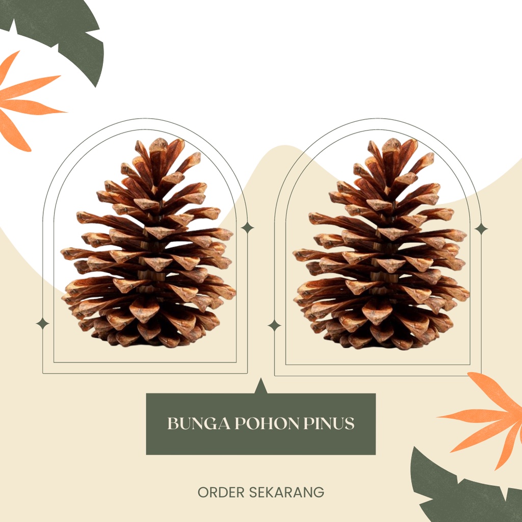 Jual Biji Pinus Buah Pinus Bunga Pinus Untuk Keperluan Kerajinan ...