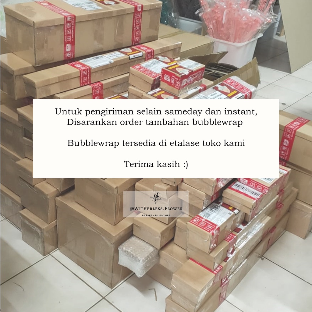 Jual 10 gr Dried Rodanthe Flower / Dried Flower Daisy Rodanthe / Bunga ...