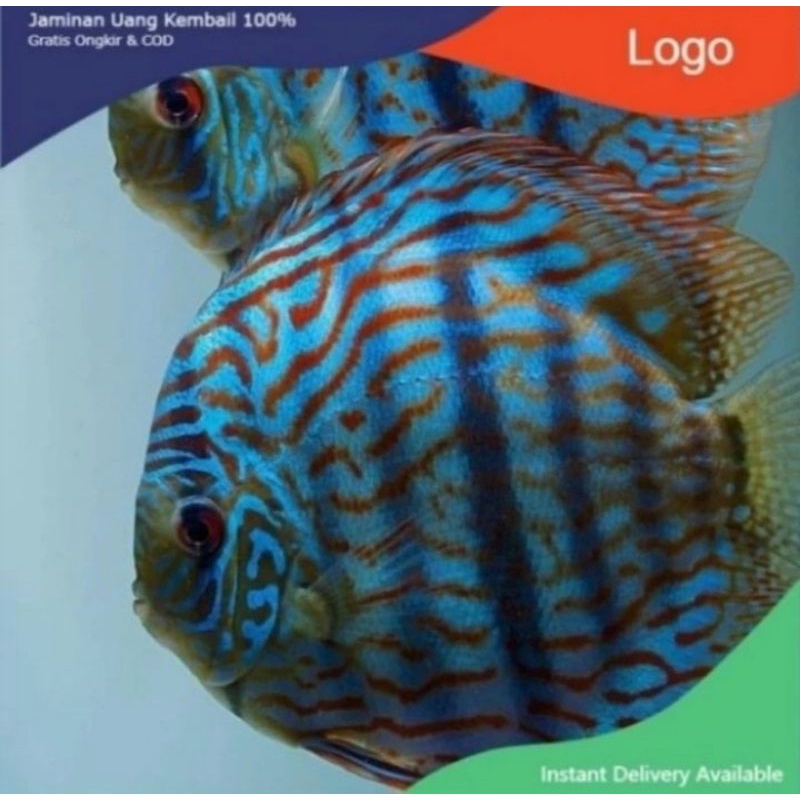 Jual Packing styrofoam ( ikan discus heckel cross 1cm ) | Shopee Indonesia
