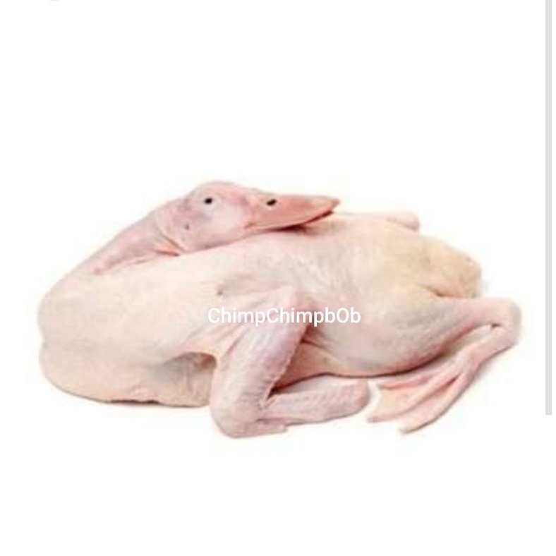 Jual BEBEK UTUH SEGAR / DAGING BEBEK UTUH SEGAR / FRESH WHOLE DUCK MEAT ...