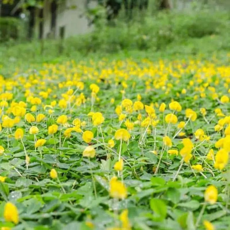 Jual TANAMAN HIAS LANDEP KACANG KACANGAN BUNGA KUNING | Shopee Indonesia