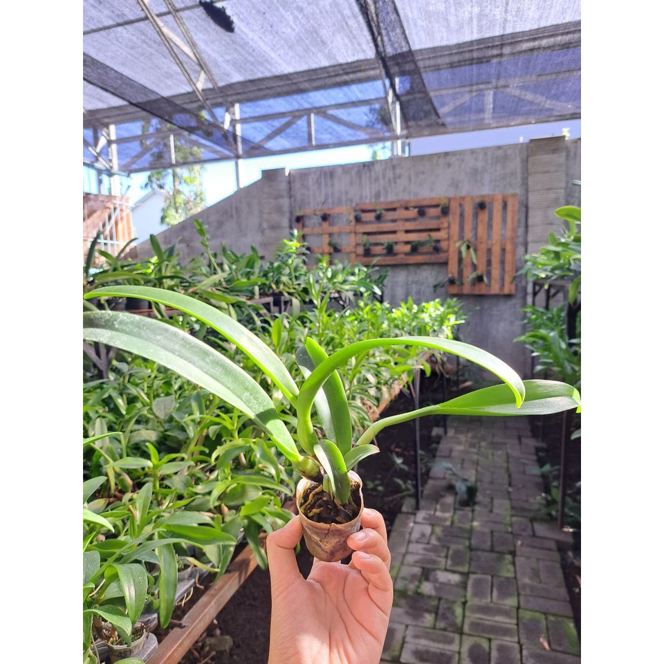 Jual Cattleya seedling | Seedling Cattleya Anggrek mini | Shopee Indonesia