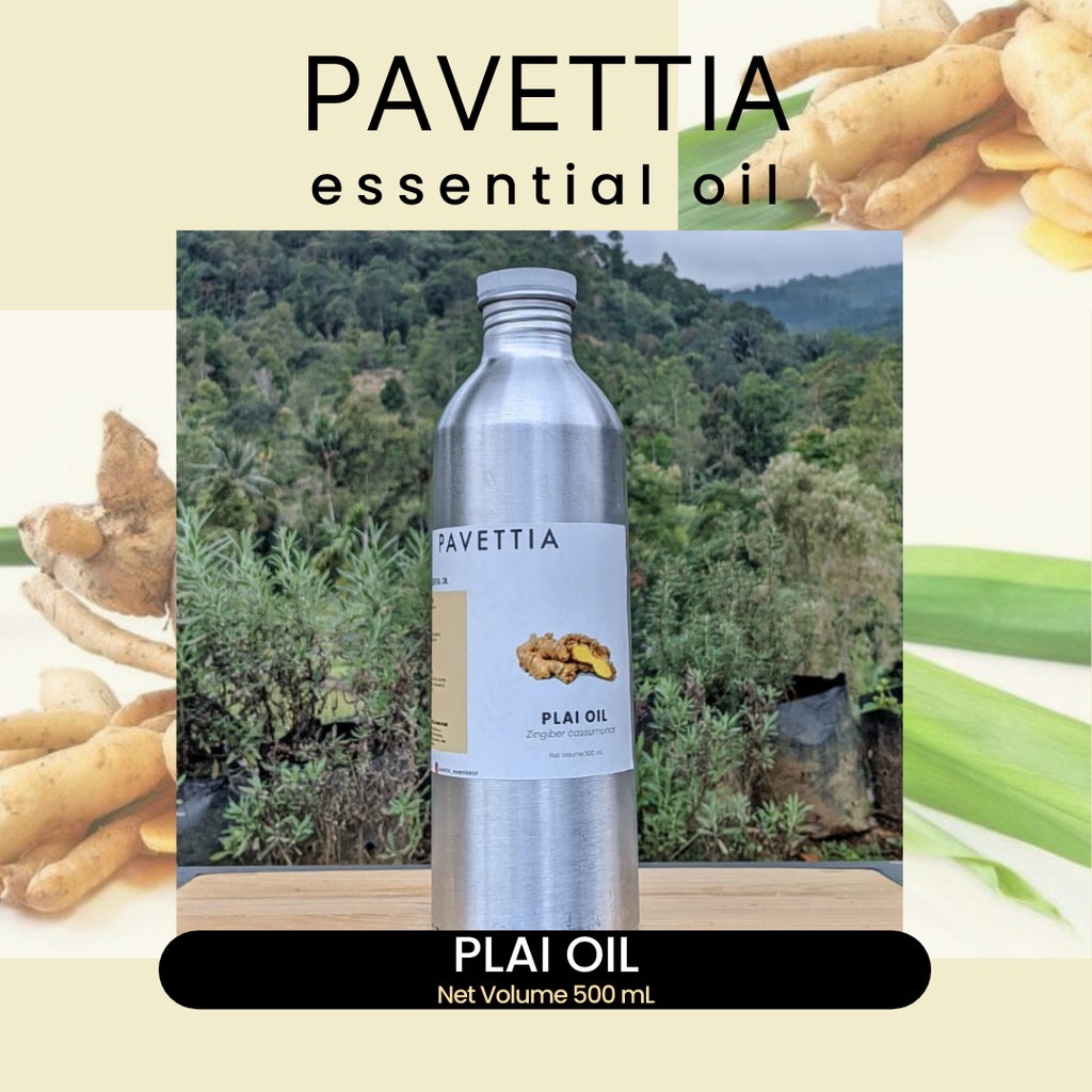 Jual 500 ml - Minyak atsiri bangle / plai essential oil (Zingiber ...