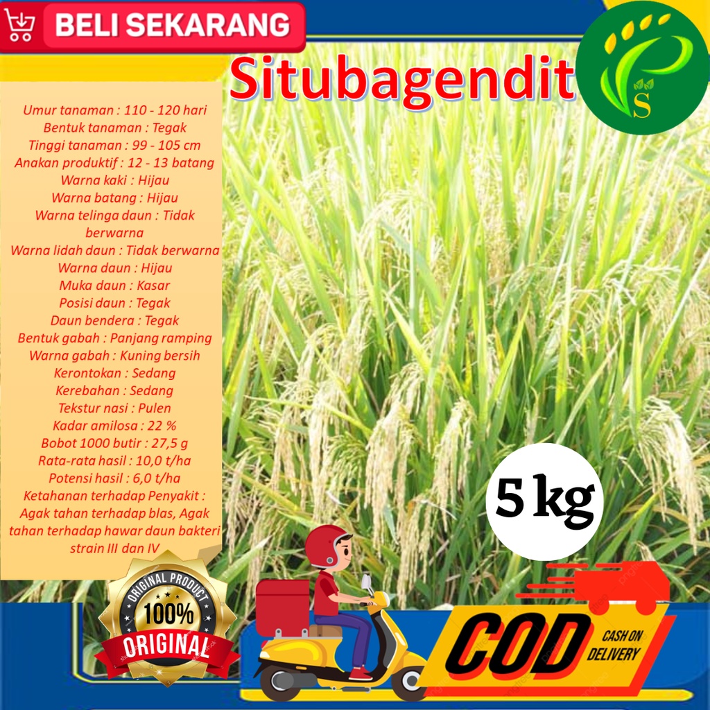 Jual Biji Padi Unggul Situbagendit 5 kg | Shopee Indonesia