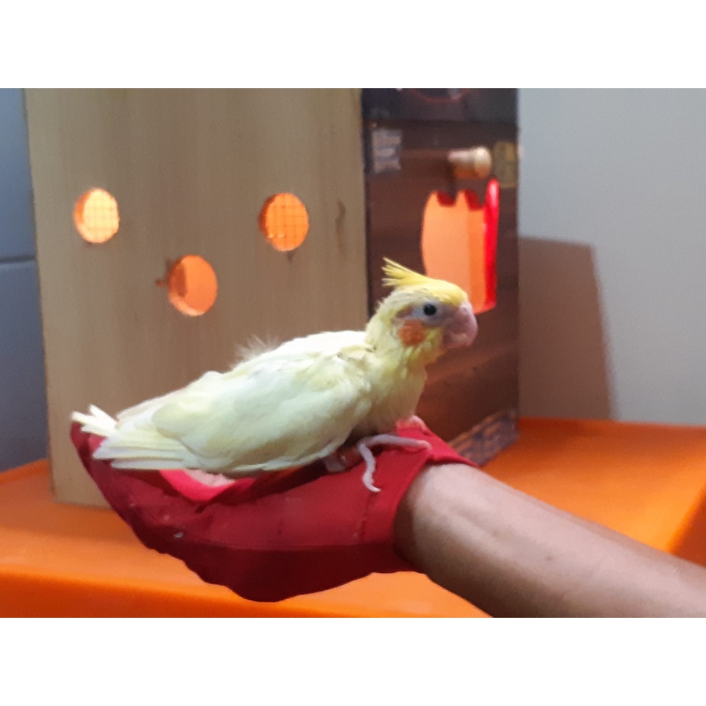 Jual Burung Falk / Parkit Australia Jinak Total 100% Sehat dan tidak ...