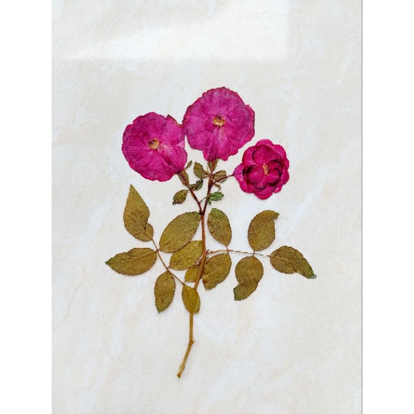 Jual SPECIAL COLLECTION - Rose 3 kuntum - Bunga Mawar kering ...