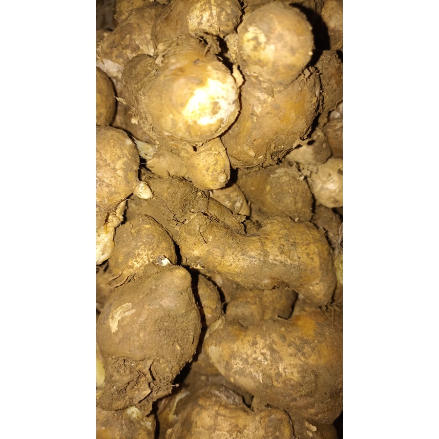 Jual JAHE GAJAH KECIL/JAHE PUTIH 1KG | Shopee Indonesia