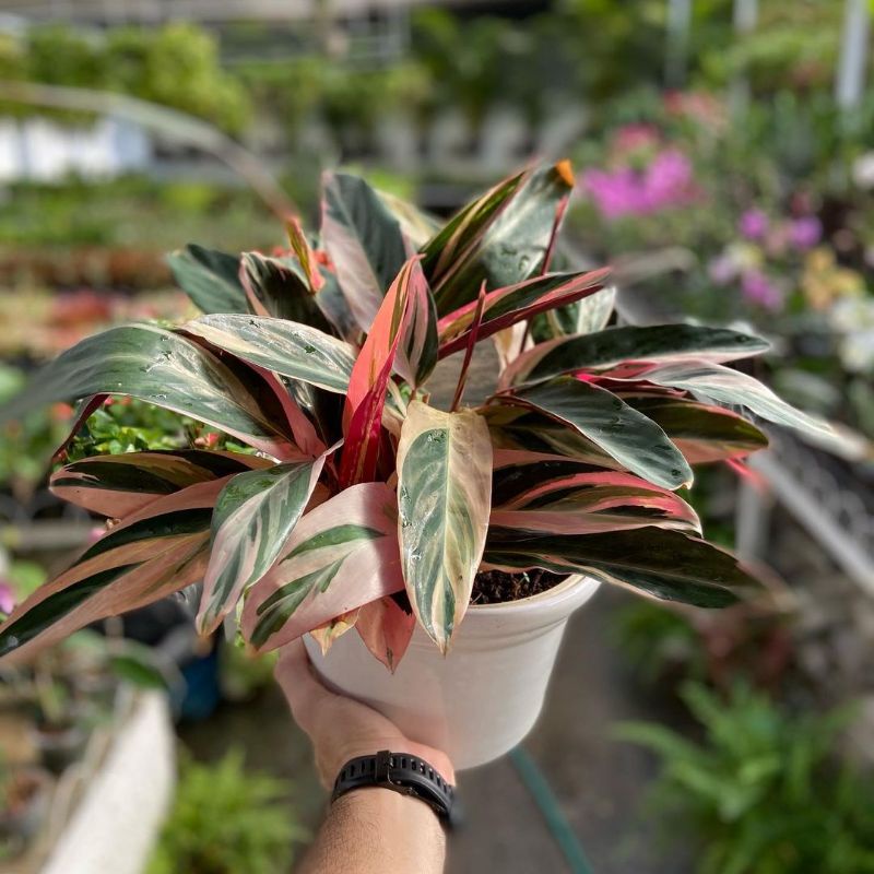 Jual TANAMAN HIDUP BUNGA CALATHEA, MARANTA BALI | Shopee Indonesia