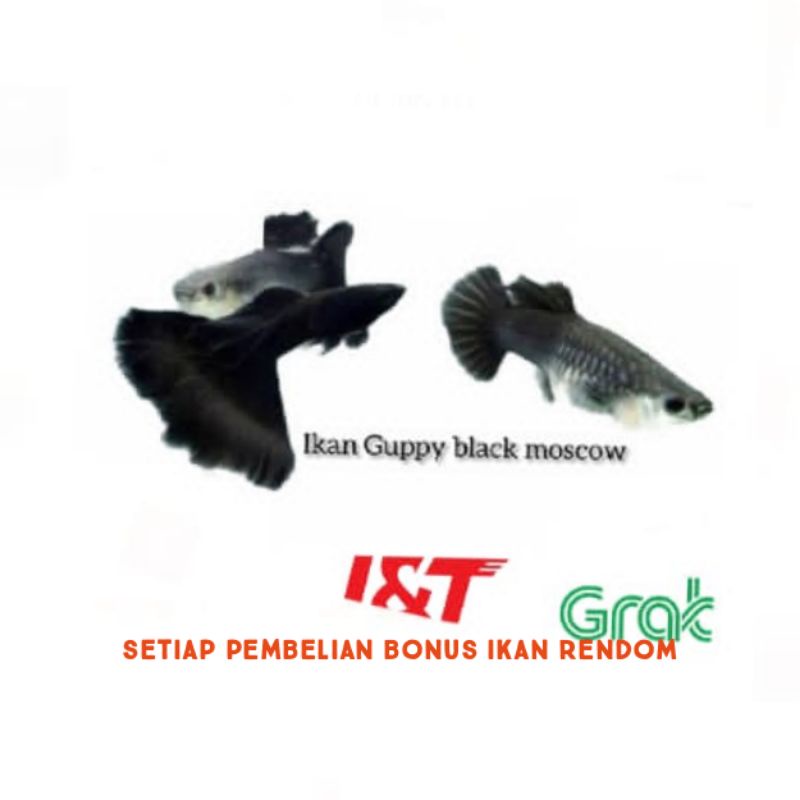 Jual Packing styrofoam ( ikan guppy black moscow ) | Shopee Indonesia