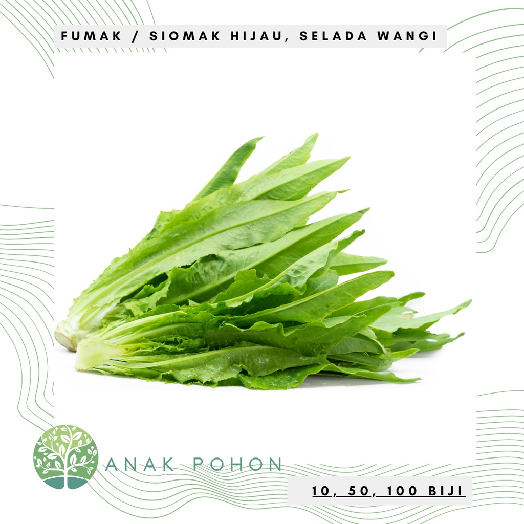 Jual Benih Bibit Biji - Fumak Siomak Hijau Selada Wangi Pointed Leaf ...