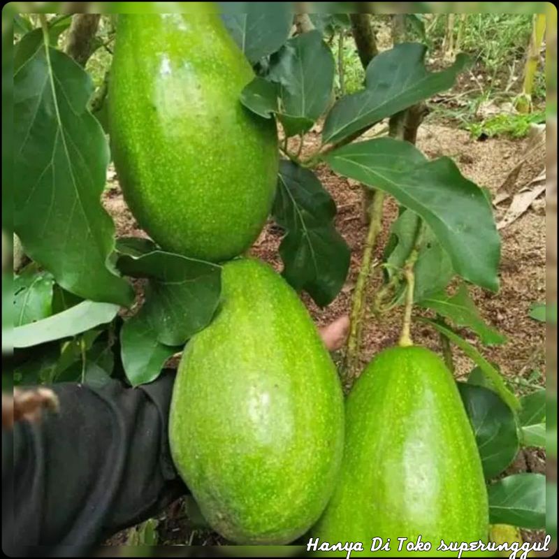 Jual Bibit Tanaman Alpukat ALIGATOR JUMBO ORIGINAL Tinggi 1 Meter Up ...
