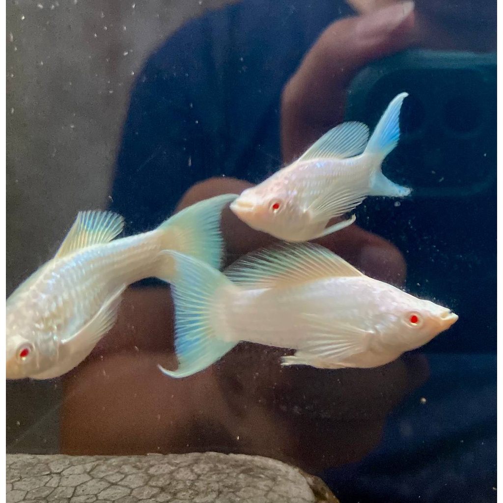 Jual Molly ALBINO PLATINUM Long Body Lyretail/Cawang | Shopee Indonesia