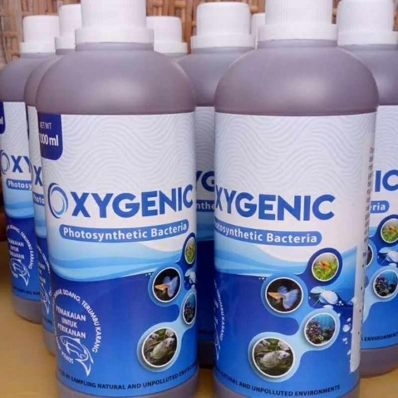 Jual oxygenic bakteri starter cair oksigenik probiotic cair kolam dan ...