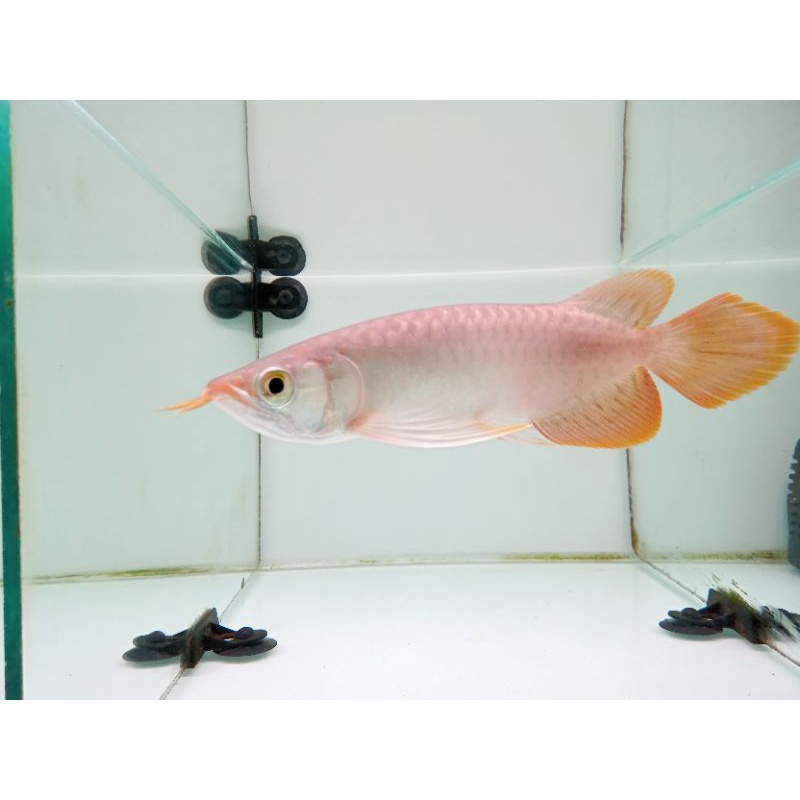 Jual Arwana Super Red 20cm ( High Quality ) | Shopee Indonesia