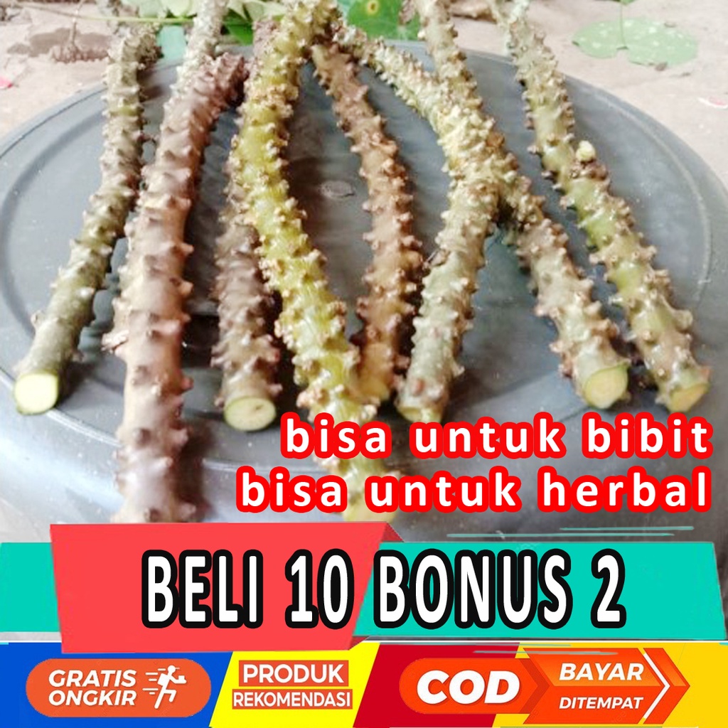 Jual brotowali bratawali antawali perbatang | Shopee Indonesia