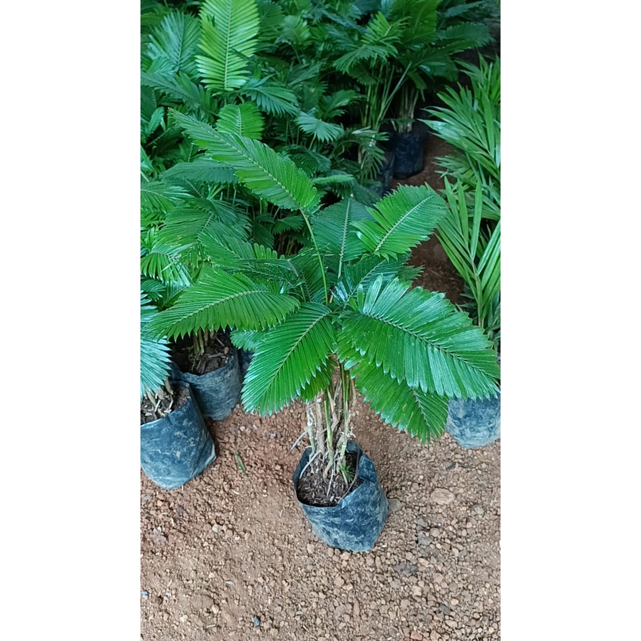 Jual Tanaman Hias Palem Paris - Calamus Ciliaris Hida Bibit | Shopee ...