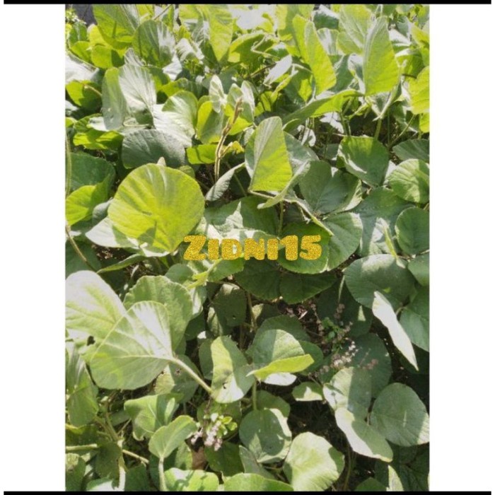 Jual 1 kg benih biji kacangan PJ (pueraria javanica) cover crops LCC ...