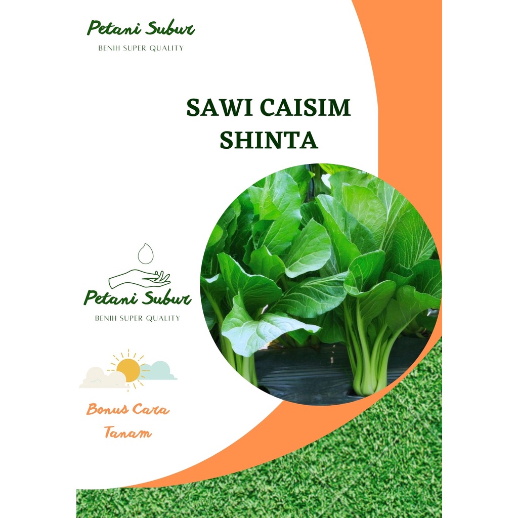 Jual 250 Biji - Benih Sawi Caisim SHINTA SAWI HIJAU BIBIT SAWI CAISIM ...