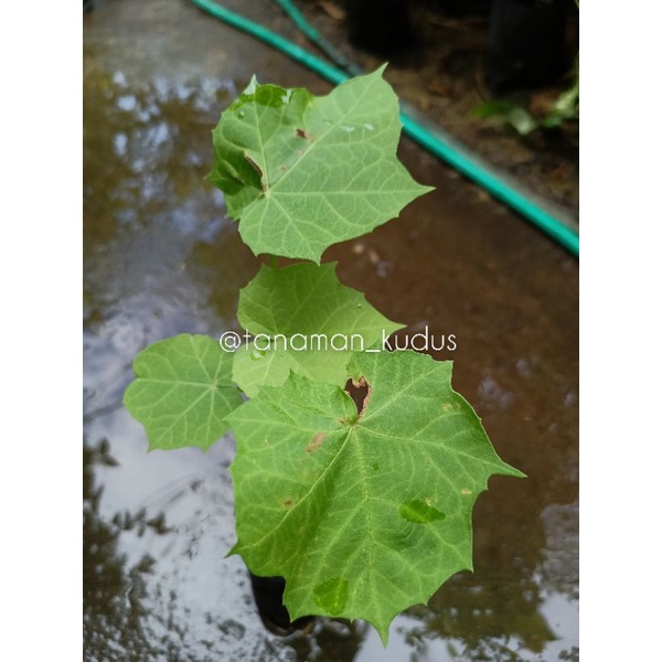 Jual BIBIT TANAMAN JARAK PAGAR ( TANAMAN HERBAL ) | Shopee Indonesia