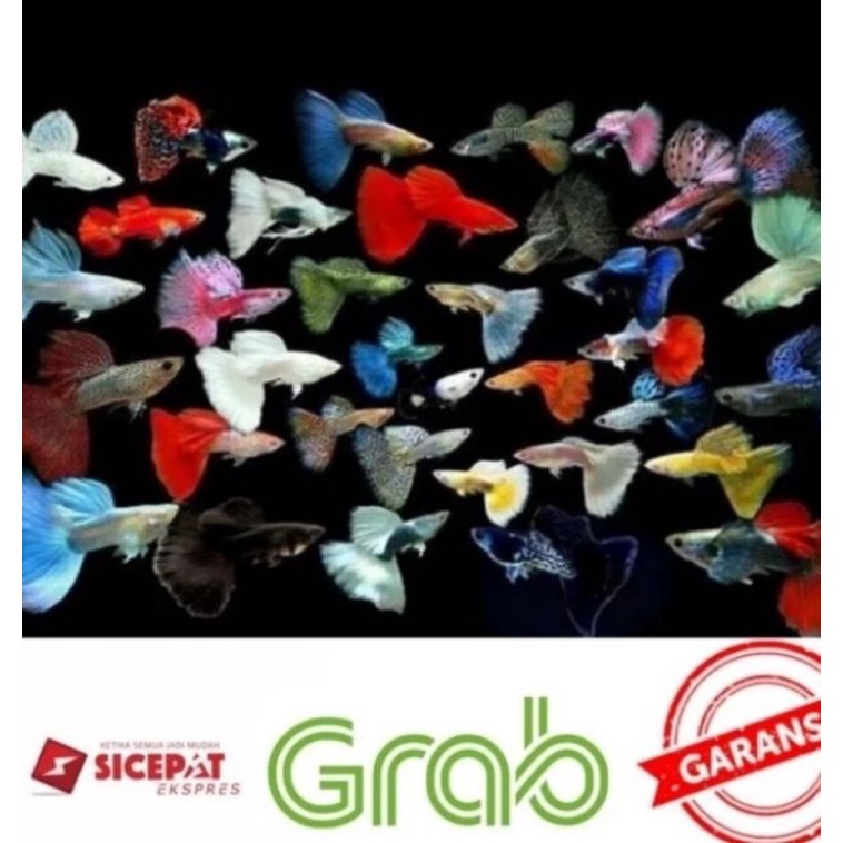 Jual Packing styrofoam ( paketan murah guppy 10 pasang ) | Shopee Indonesia