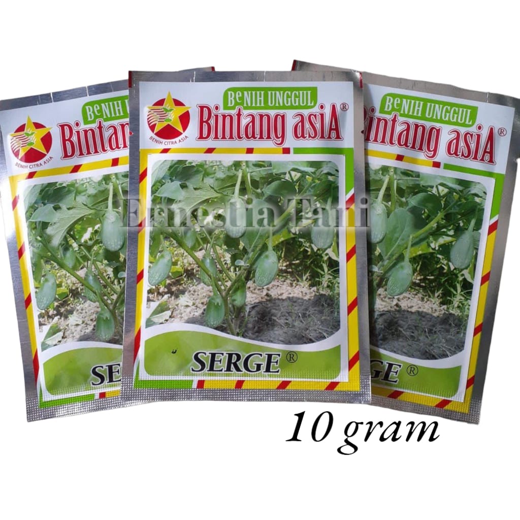 Jual Benih bibit TERONG SERGE 10 GRAM bintang asia kemasan asli ...