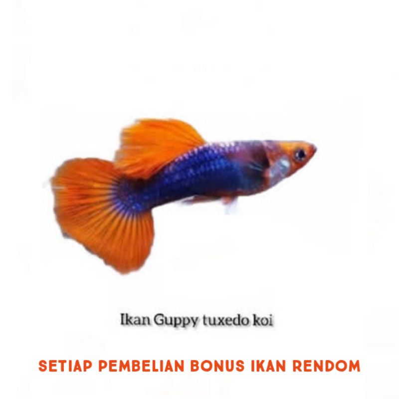 Jual Packing styrofoam ( ikan guppy texedo koi ) | Shopee Indonesia