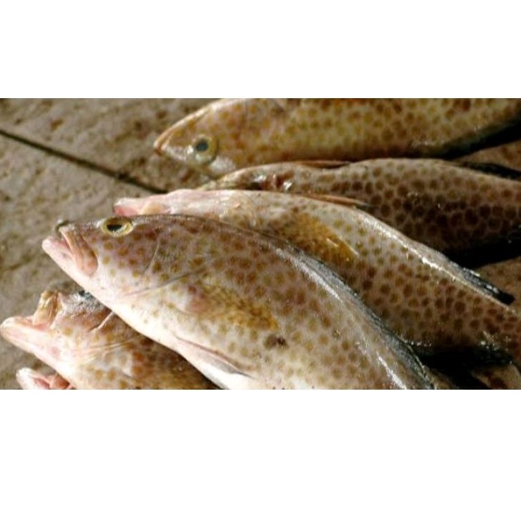 Jual Ikan kerapu 1kg | Shopee Indonesia