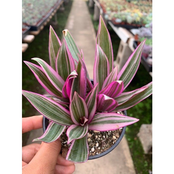 Jual Tradescantia Spathacea Rhoeo Tricolor / Adam Hawa Varigata ...