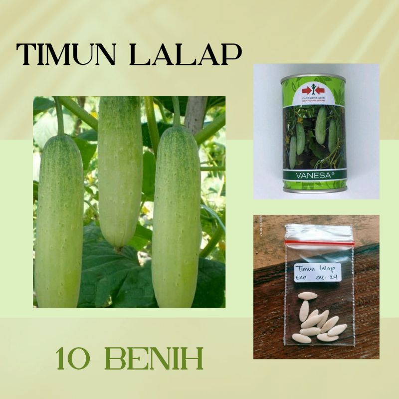 Jual 10 benih Timun lalap vanessa - benih sayuran | Shopee Indonesia