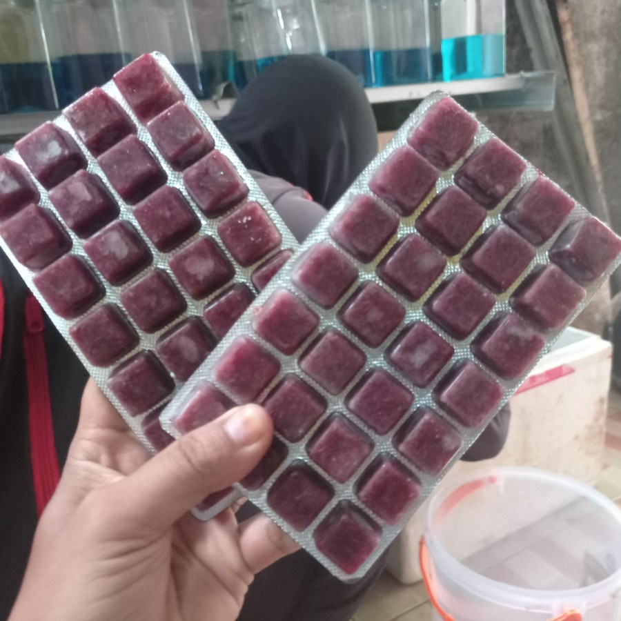 Jual Cacing Beku Kapsul Frozen Bloodworm Cabek Cacing Darah Blood Worm ...