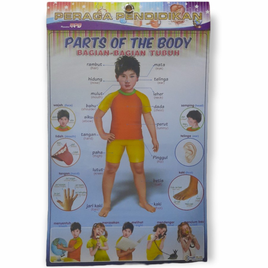 Jual POSTER, PARTS OF THE BODY, BAGIAN-BAGIAN TUBUH | Shopee Indonesia