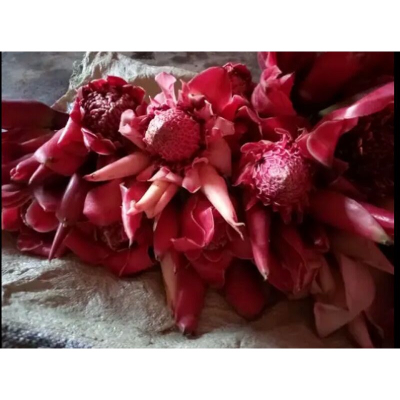 Jual Authentic | Kecombrang | Honje | Unji 1KG | Shopee Indonesia