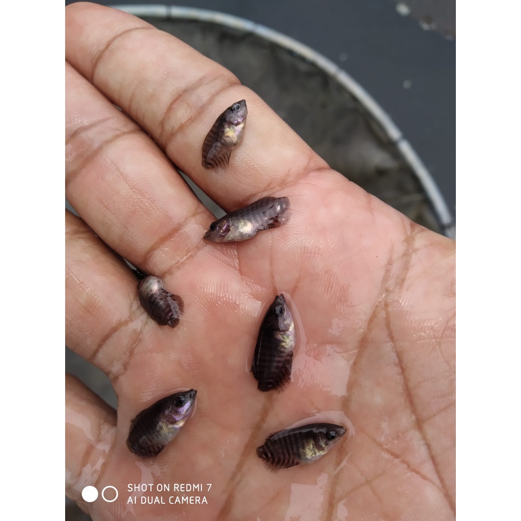 Jual Benih Ikan Gurame / Gurami | Shopee Indonesia