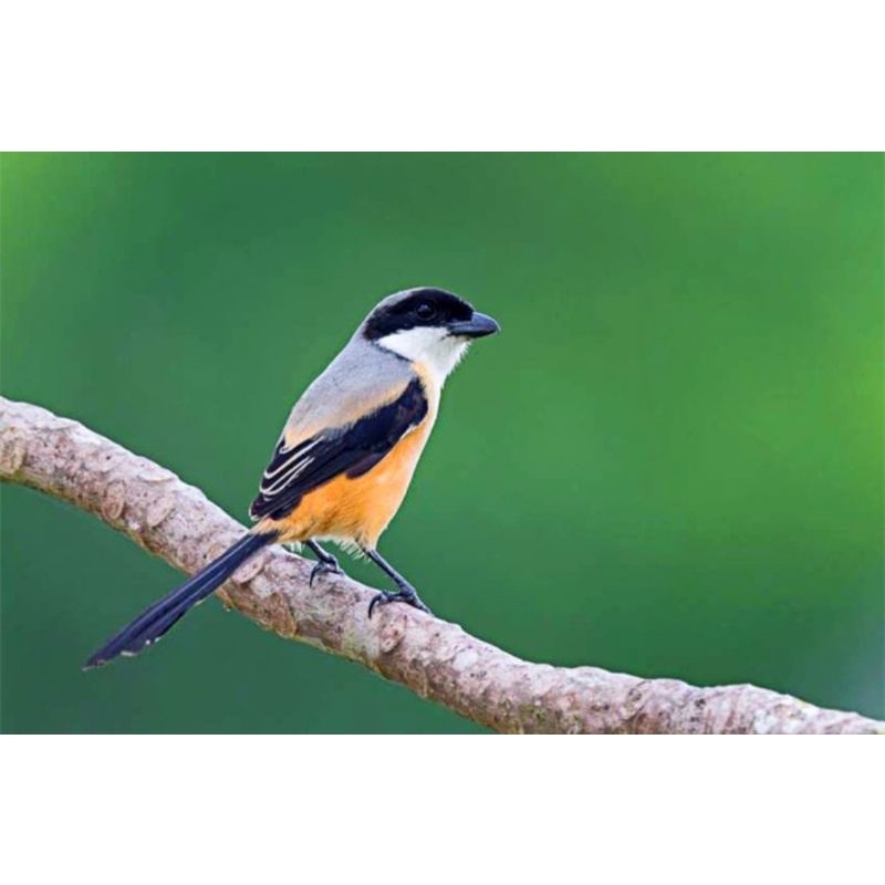 Jual Burung pentet jawa timur | Shopee Indonesia