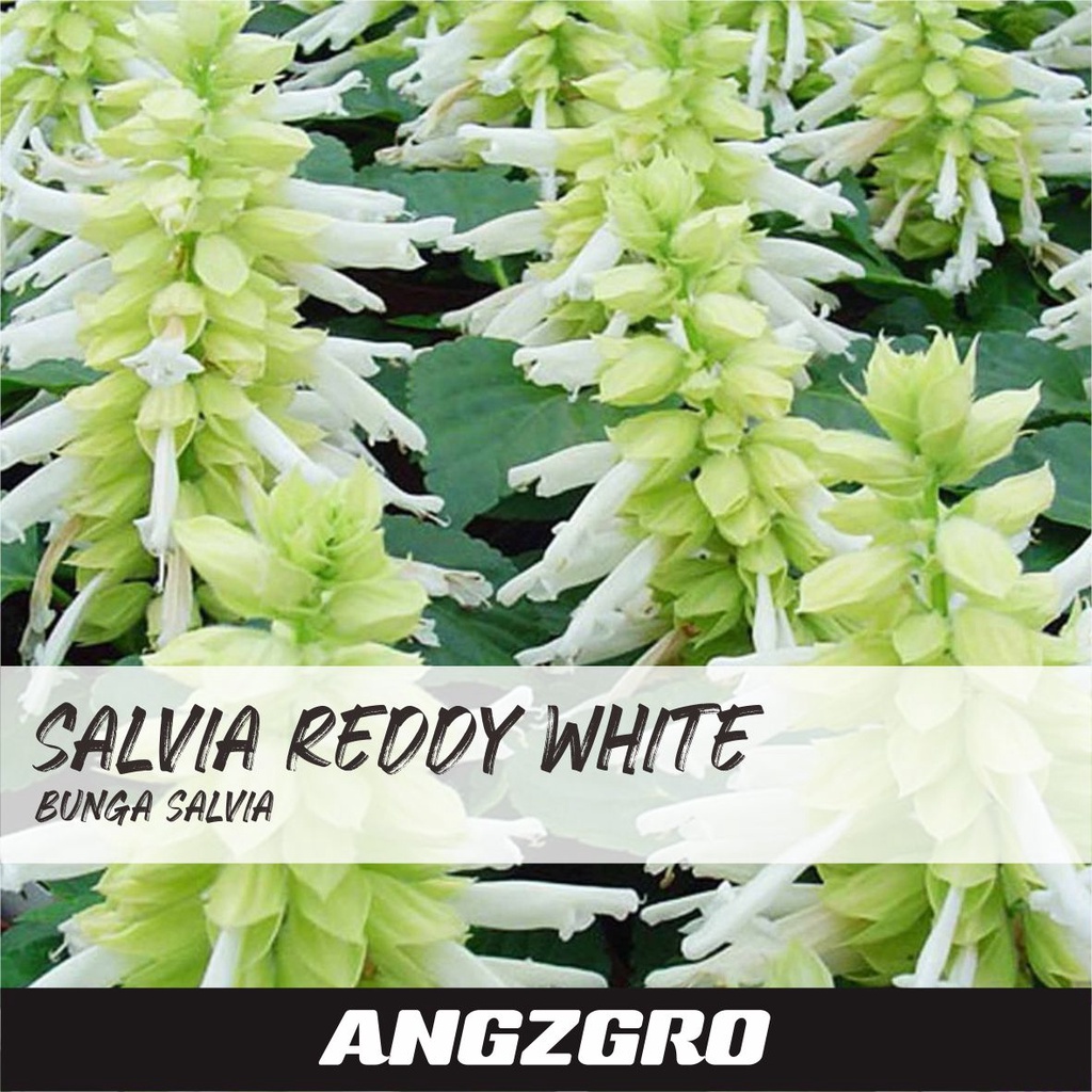 Jual Benih Bunga Salvia Reddy White 20 Seeds Tanaman Urban Farming ...