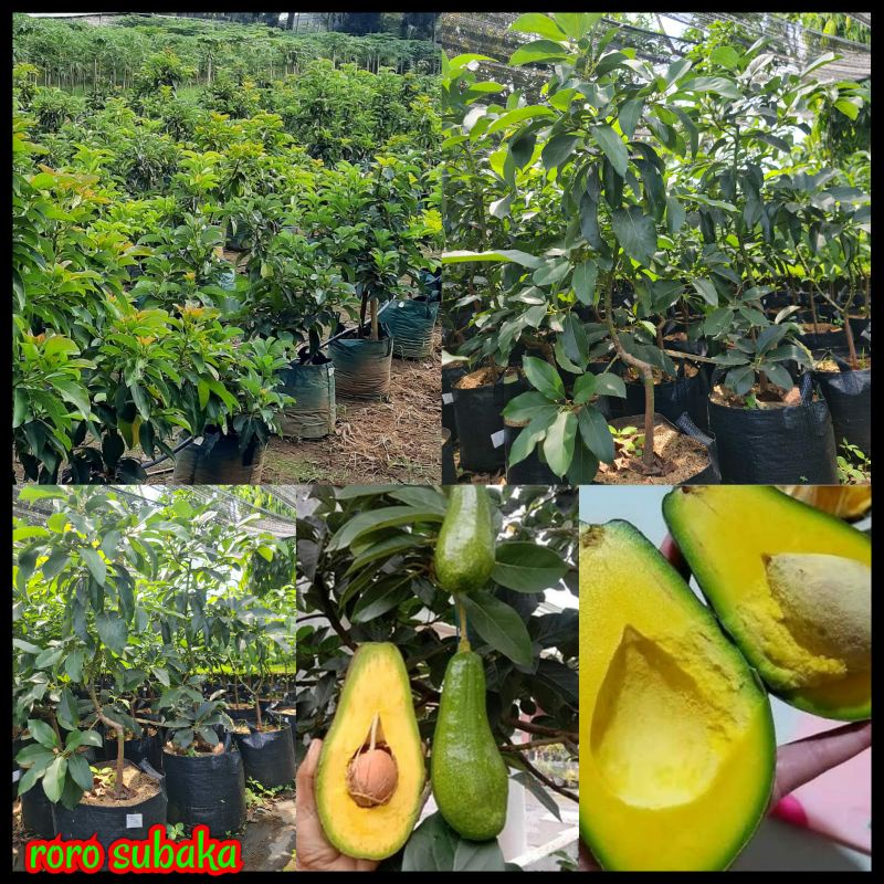 Jual Bibit Tanaman Alpukat Roro Subaka Tinggi 1 Meter Up Batang Besar ...