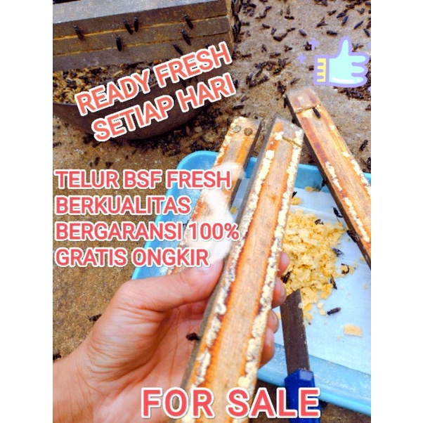 Jual TELUR MAGGOT BSF PAKET 1 GRAM | Shopee Indonesia