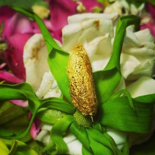 Jual wesi kuning asli Harga Terbaik & Termurah September 2024 | Shopee ...