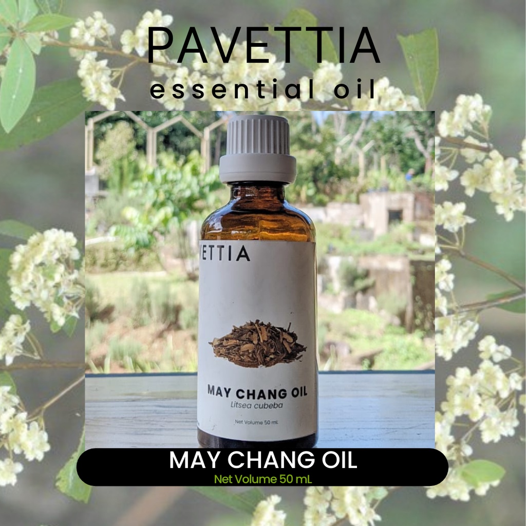 Jual 50 ml - May chang essential oil / minyak atsiri kilemo - krangean ...