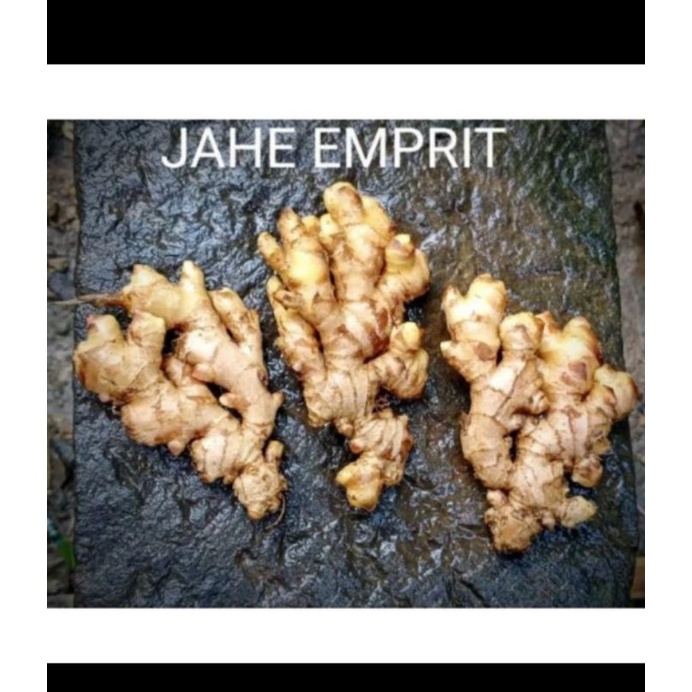 Jual Jahe emprit segar herbal 1kg | Shopee Indonesia Jual Jahe emprit segar herbal 1kg | Shopee Indonesia