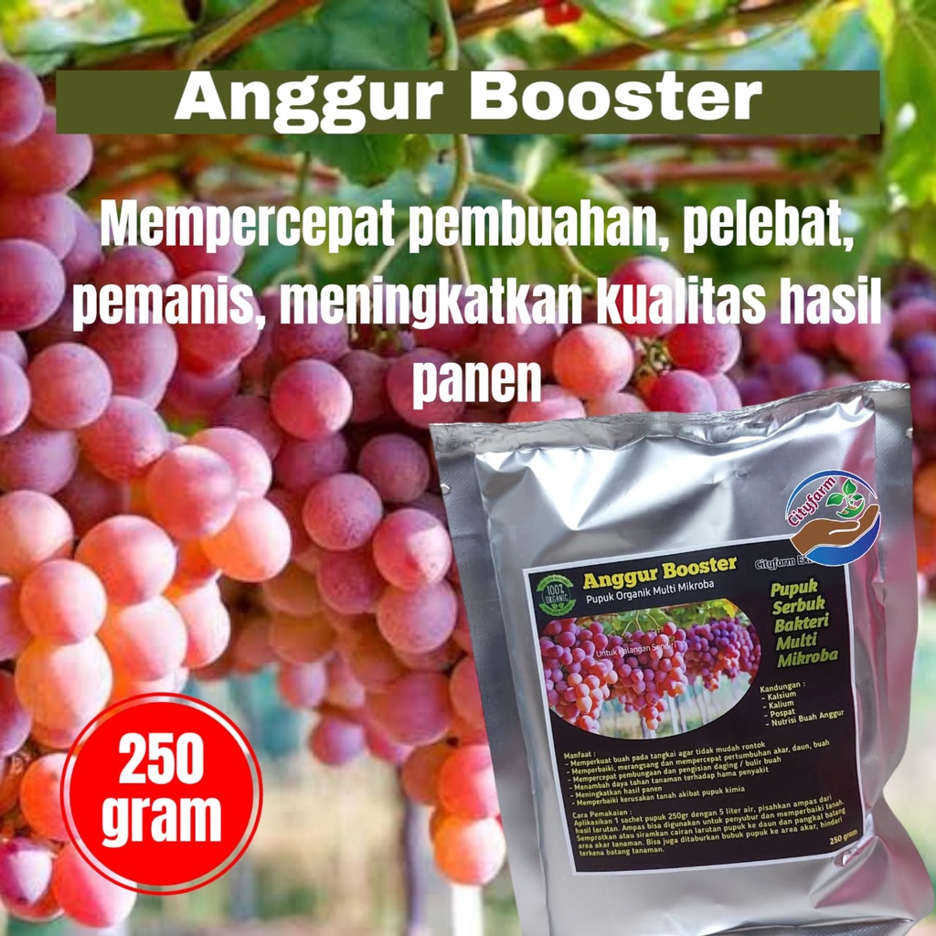 Jual Pupuk Organik Booster Anggur Super Pelebat Buah Anggur Terbaik 250gr | Shopee Indonesia