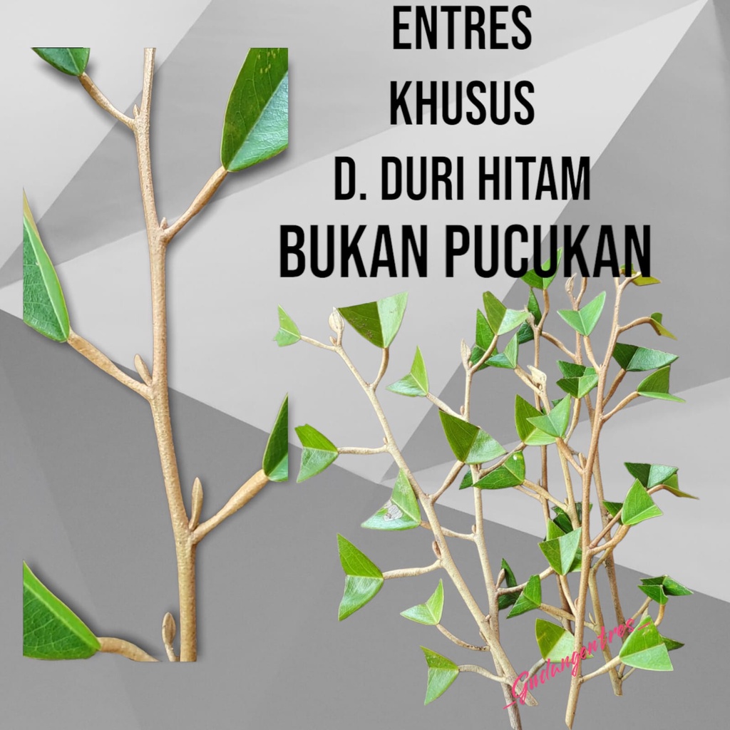 Jual Entres Khusu Durian Super Mata Tunas Pohon Durian Duri Hitam Ochee ...
