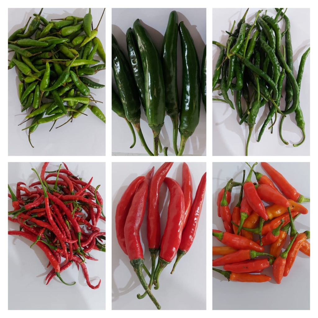 Jual Cabai Cabe Rp 5rb Rawit Merah Keriting Merah Rawit Hijau Keriting ...
