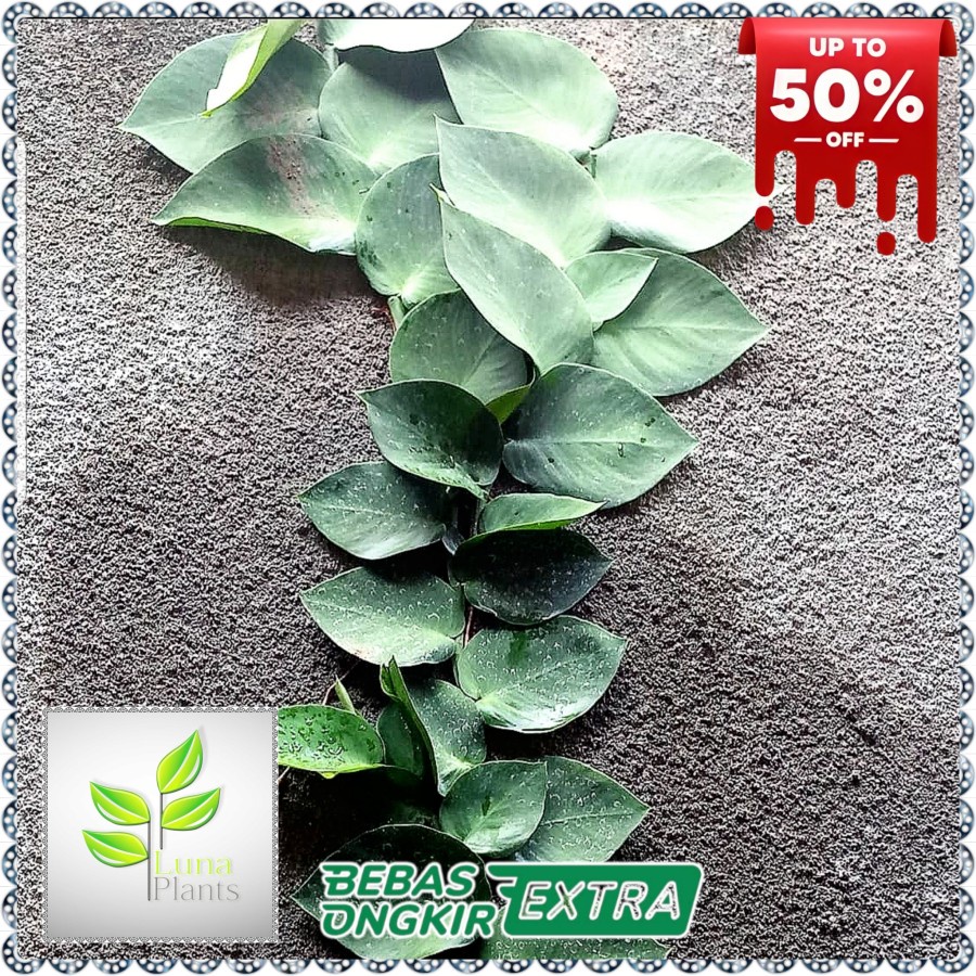 Jual Tanaman rambat dolar daun besar - dolar daun besar rambat MURAH ...