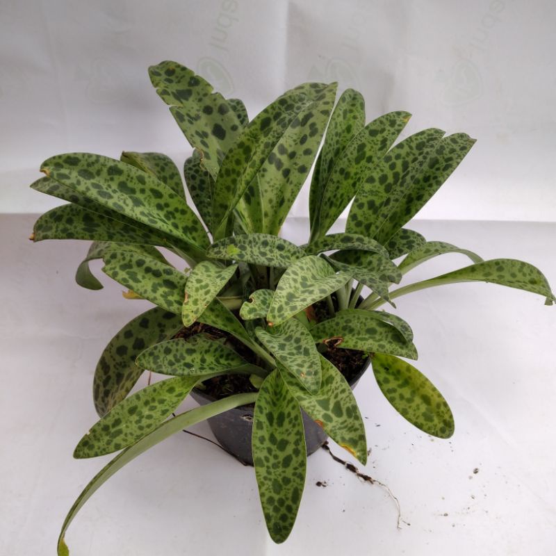 Jual Tanaman lidah katak hijau (Drimiopsis kirkii) | Shopee Indonesia