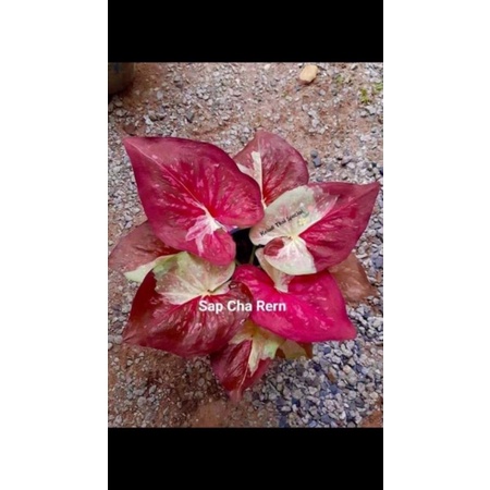 Jual keladi scr (Sap Cha Ren) | Shopee Indonesia