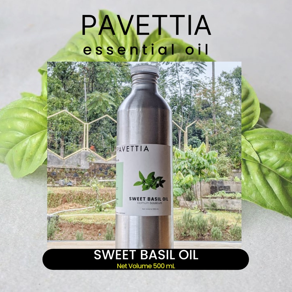 Jual 500 ml - Minyak atsiri selasih / sweet basil essential oil (Ocimum ... Jual 500 ml - Minyak atsiri selasih / sweet basil essential oil (Ocimum ...