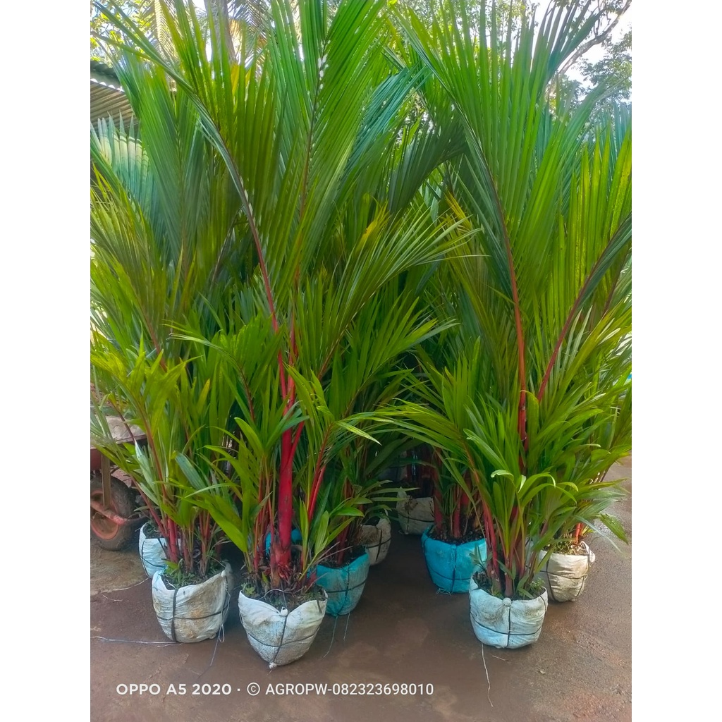 Jual PROMO - Tanaman Hias Palem Merah Dongkelan tinggi 2 meter | Shopee ...